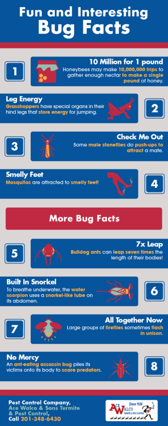 Fun and Interesting Bug Facts | Shared Info Graphics