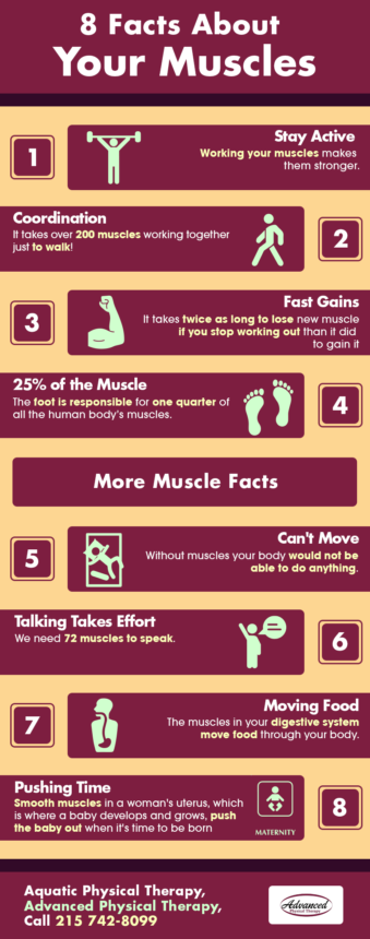 8 Facts About Your Muscles | Shared Info Graphics
