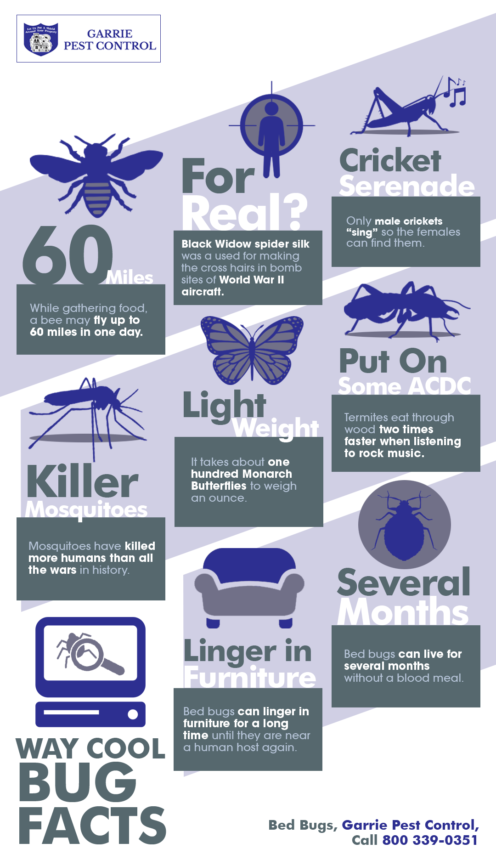 Way Cool Bug Facts | Shared Info Graphics