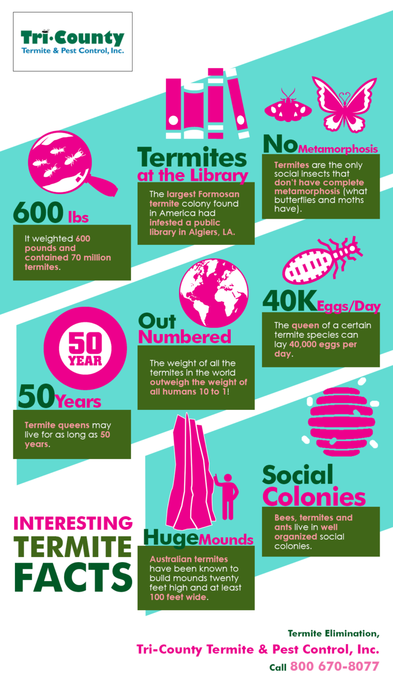Interesting Termite Facts | Shared Info Graphics