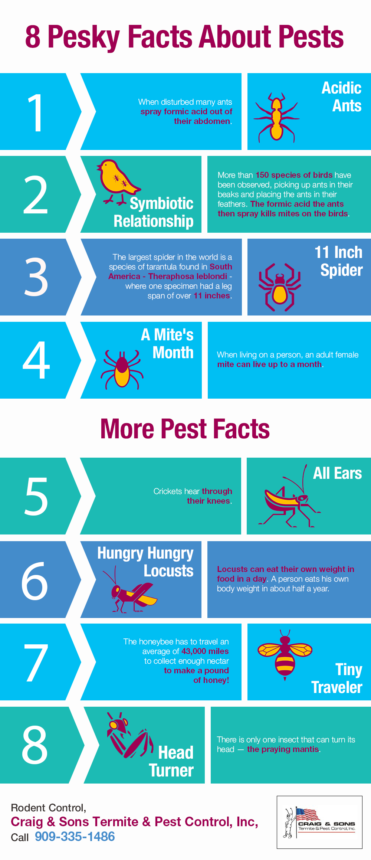 8 Pesky Facts About Pests | Shared Info Graphics
