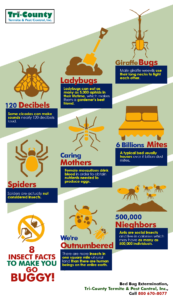 8 Insect Facts to Make You Go Buggy! | Shared Info Graphics