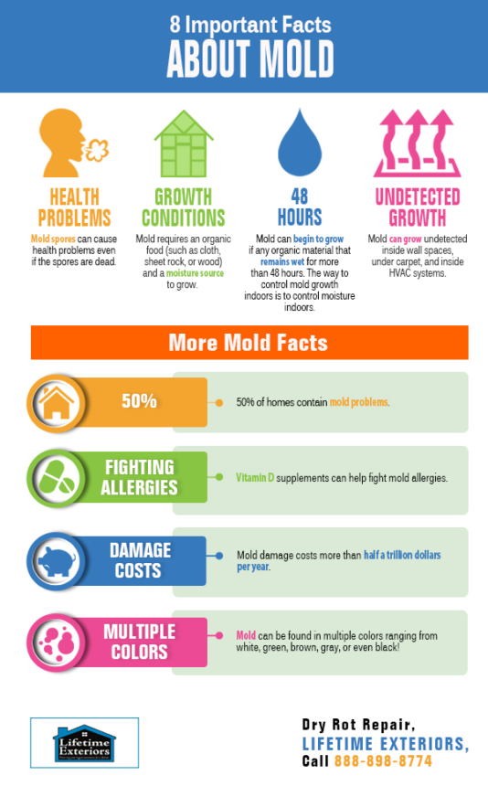 8 Important Facts About Mold | Shared Info Graphics