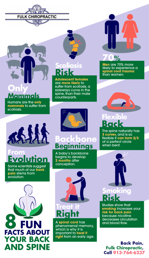8 Fun Facts About Your Back and Spine | Shared Info Graphics