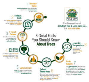8 Great Facts You Should Know About Trees | Shared Info Graphics
